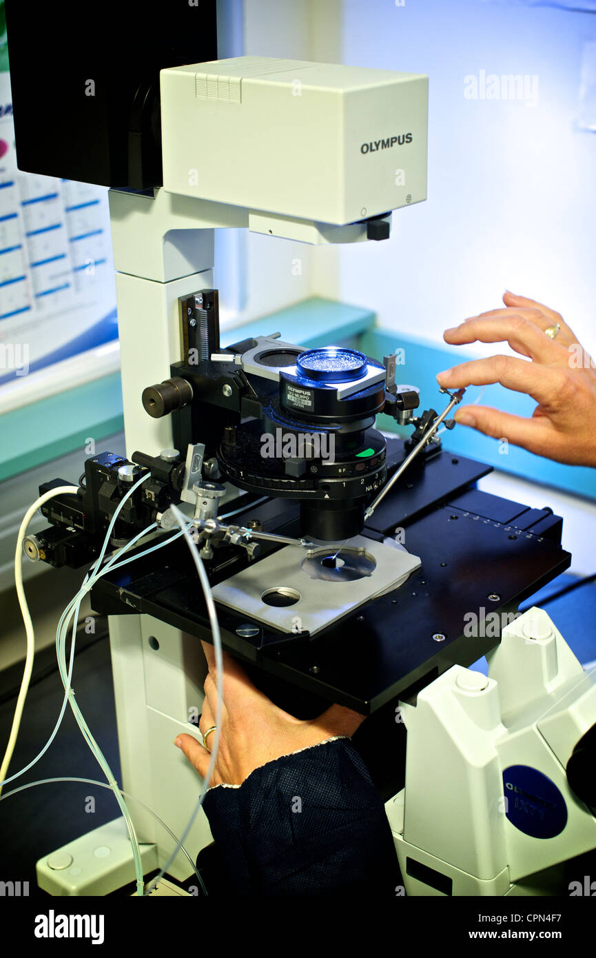 Human embryo micrograph hi-res stock photography and images - Alamy