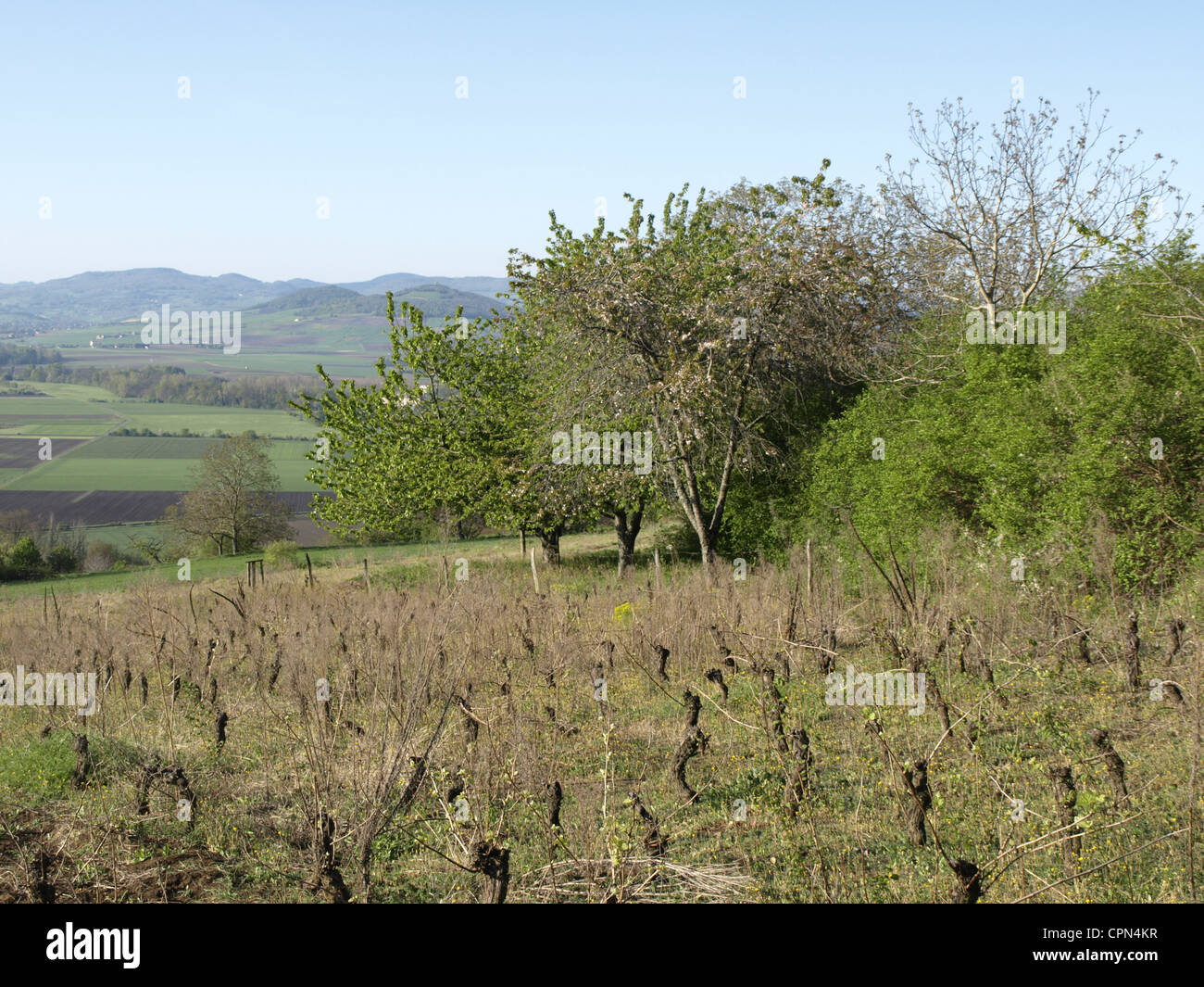 Grapevine vitis sp hi-res stock photography and images - Alamy