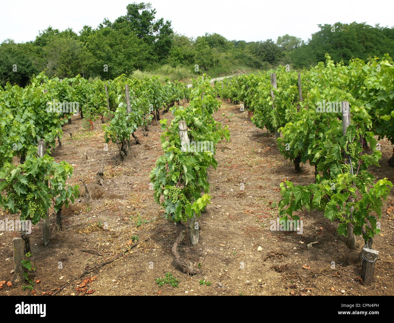 Grapevine Vitis Sp High Resolution Stock Photography and Images - Alamy