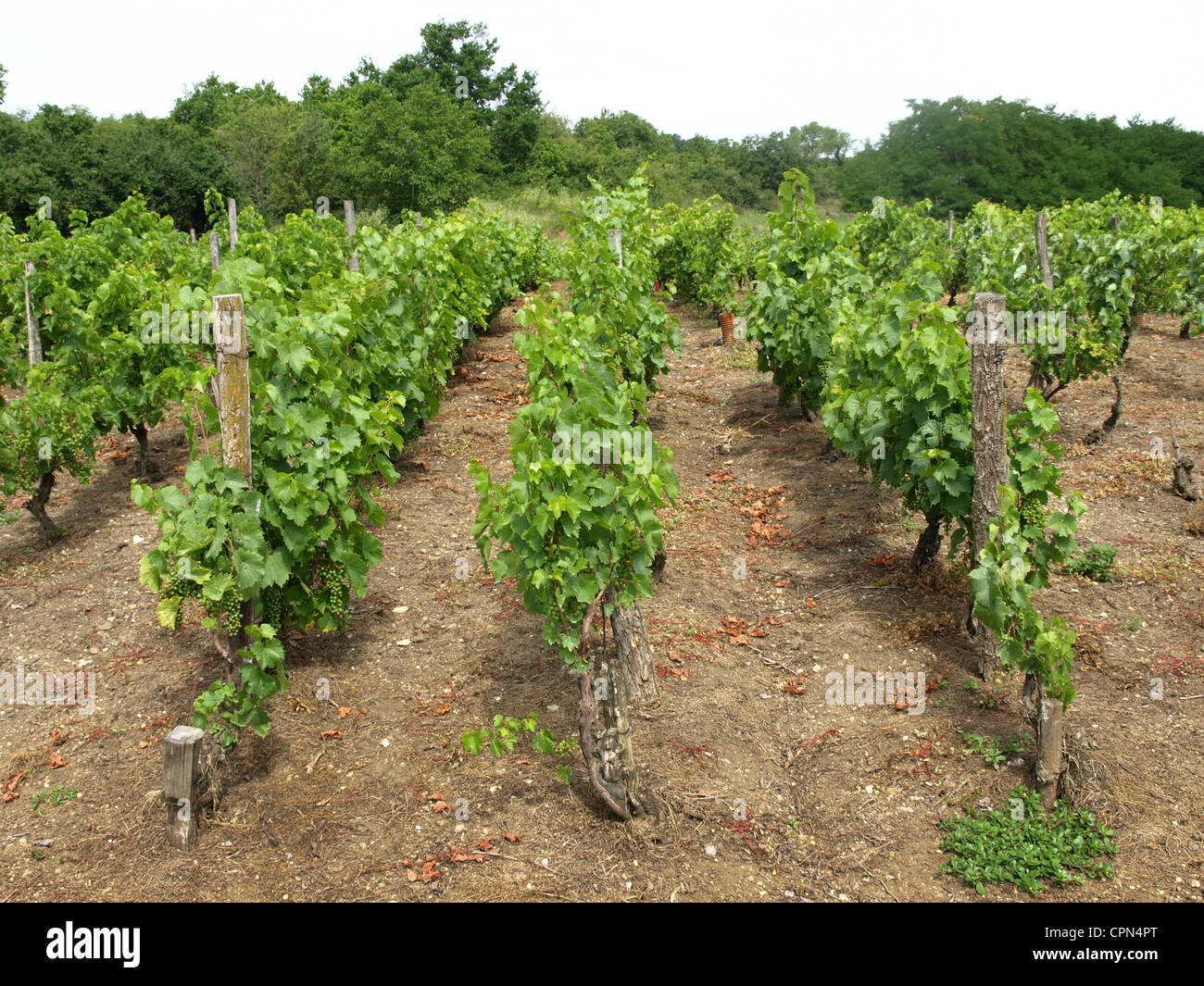 Grapevine Vitis Sp High Resolution Stock Photography and Images - Alamy