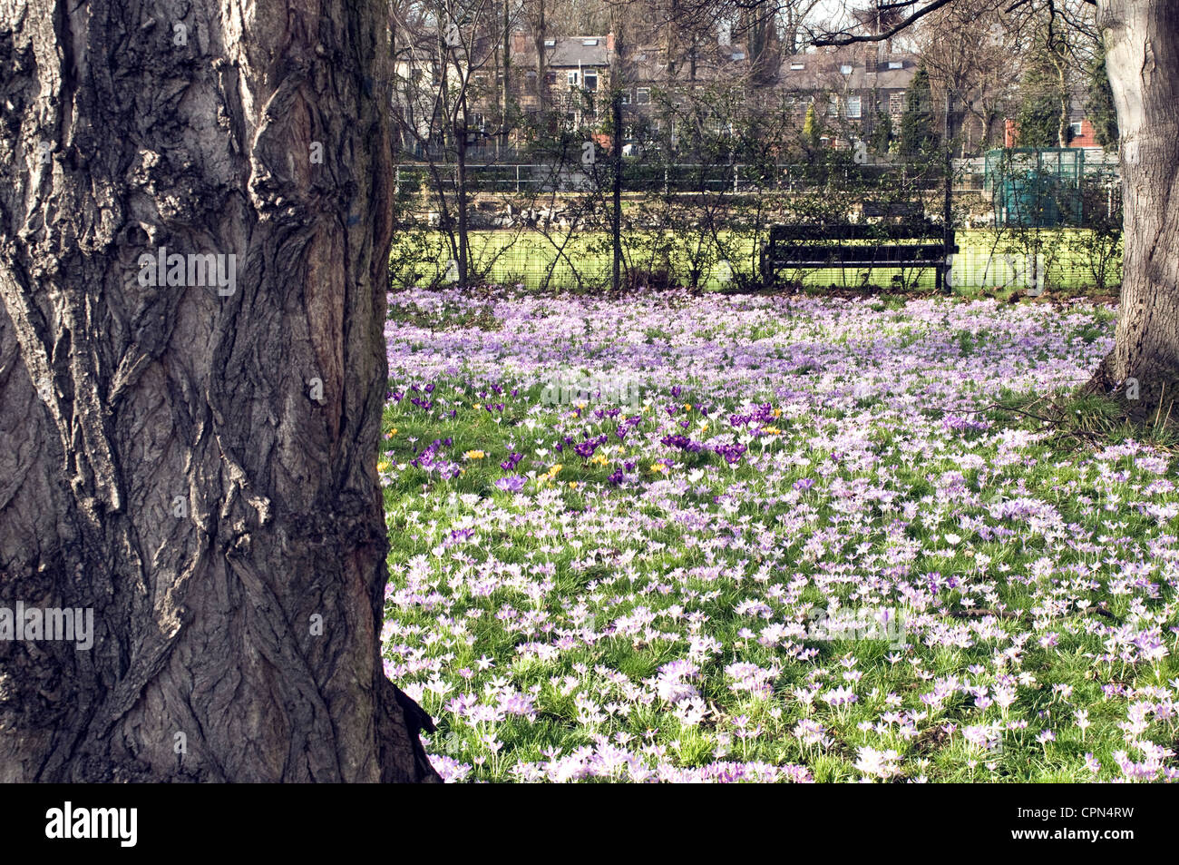 carved silver Birch Stock Photo - Alamy