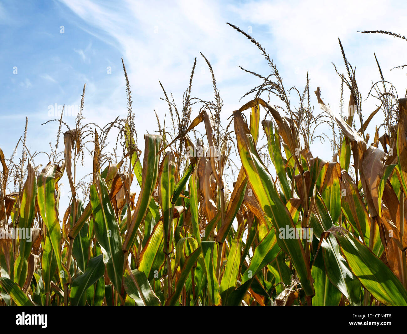 Cultured corn hi-res stock photography and images - Alamy