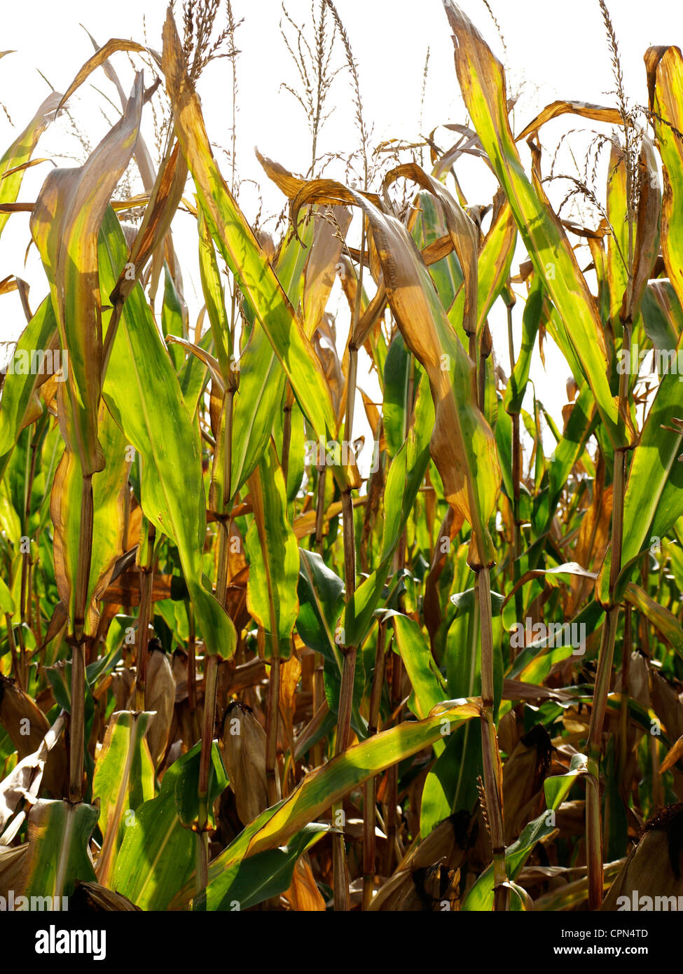Cultured corn hi-res stock photography and images - Alamy