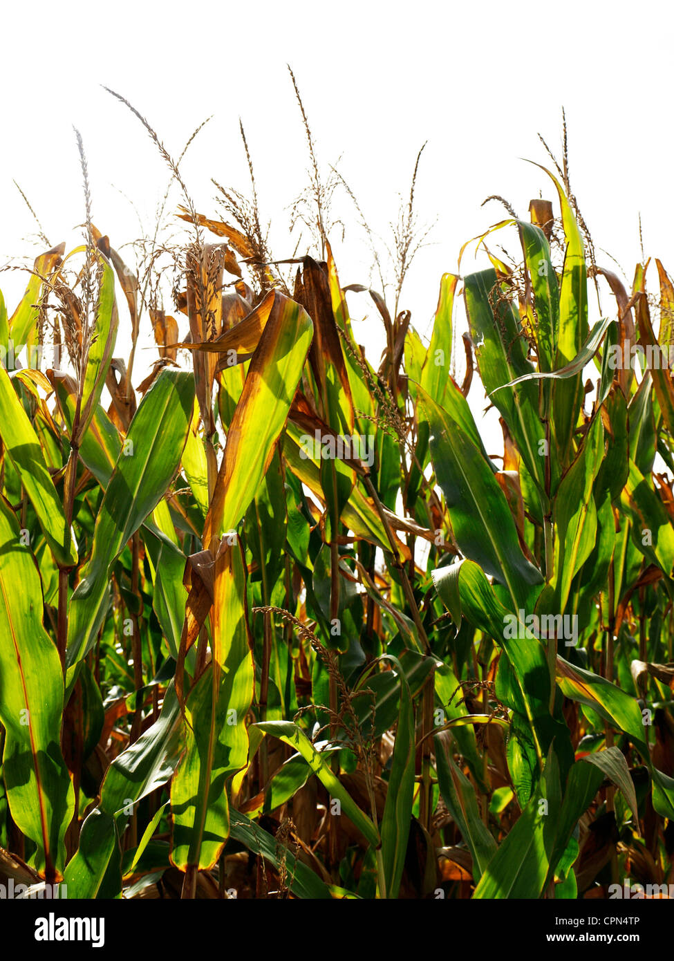 Corn plantation hi-res stock photography and images - Alamy