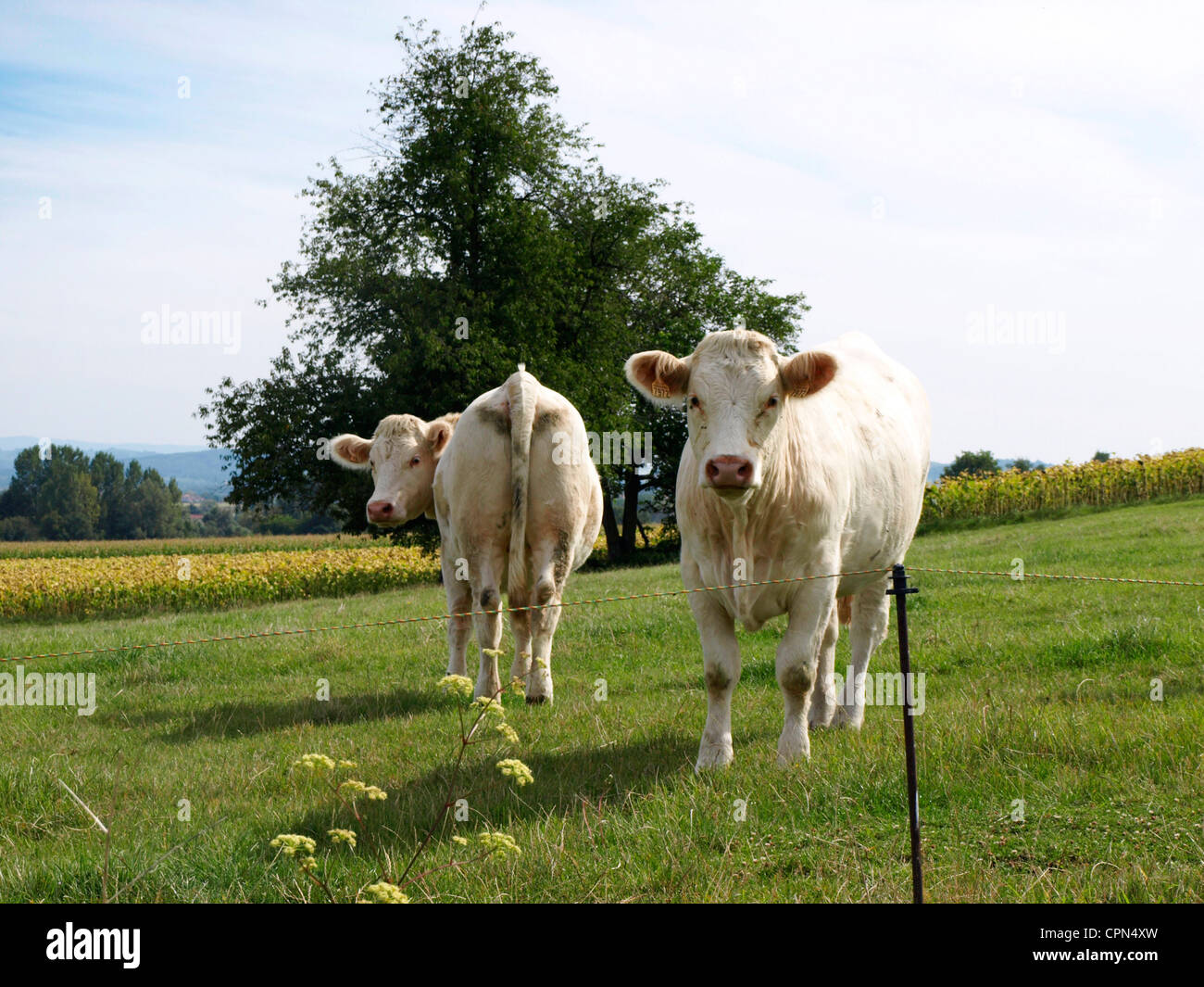 Charolais cattle domestic cattle bos hi-res stock photography and ...