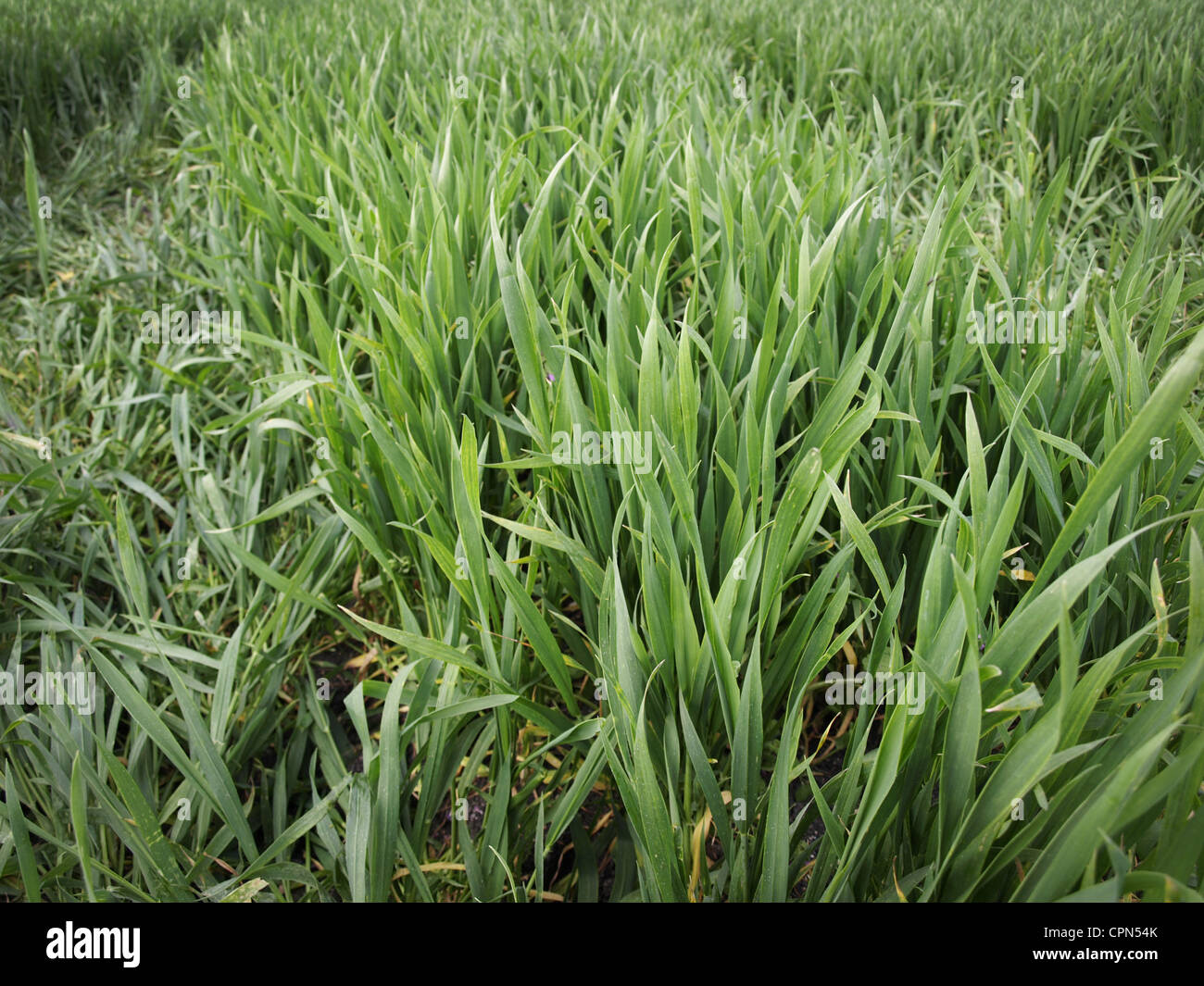 Wheat textures hi-res stock photography and images - Alamy