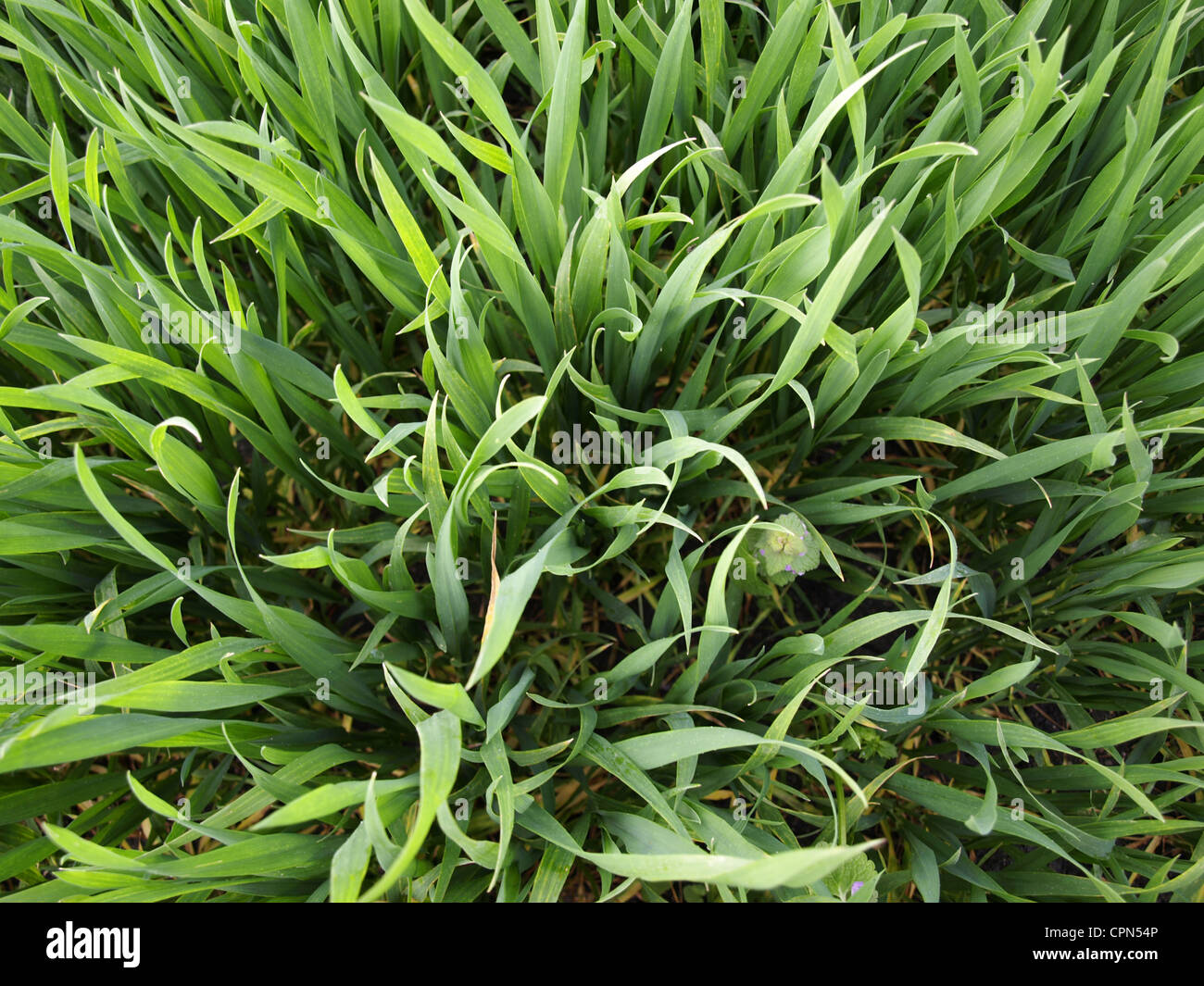 Wheat textures hi-res stock photography and images - Alamy