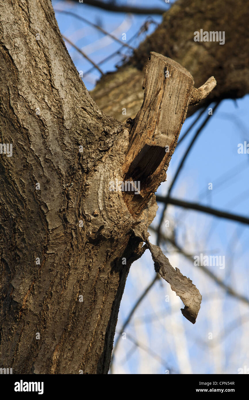 Tree trunk with a broken branch and a hollow that has the shape of a ...