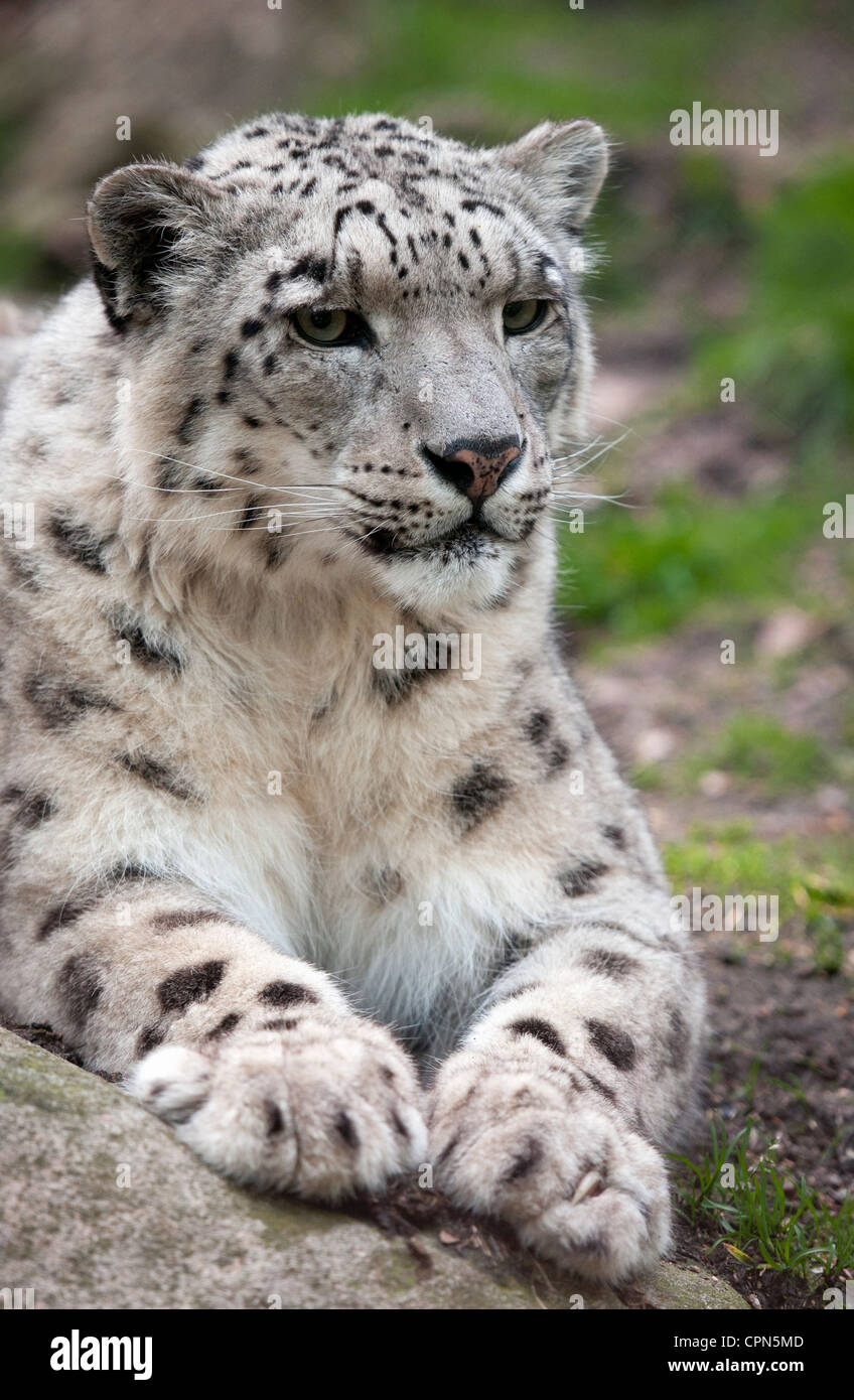 Female snow leopard Stock Photo - Alamy