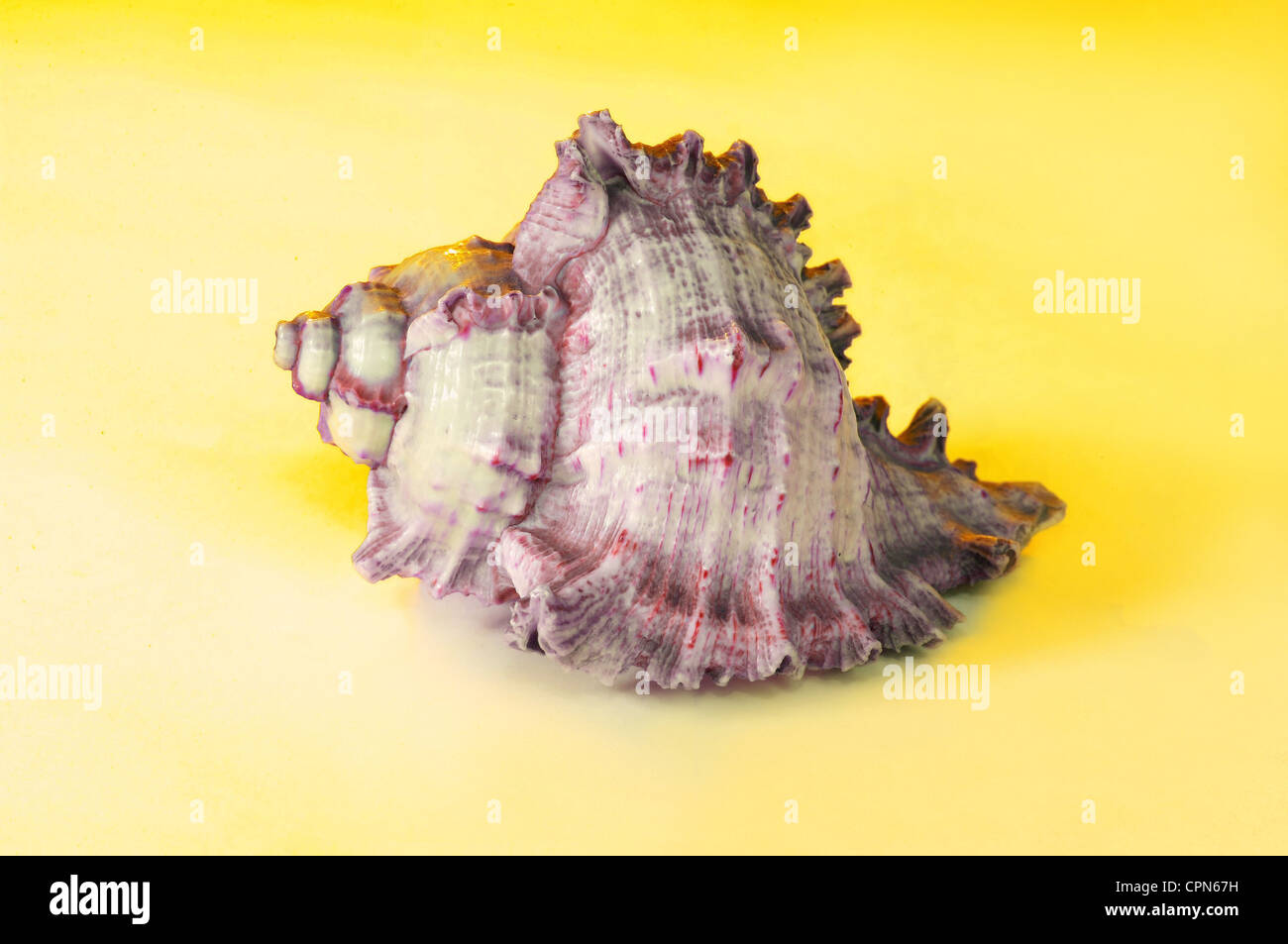 tourism, souvenirs, decorative shell, empty shell, Germany, empty shell ...