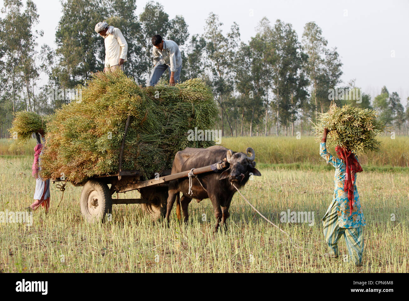 Mature mustard hi-res stock photography and images - Alamy