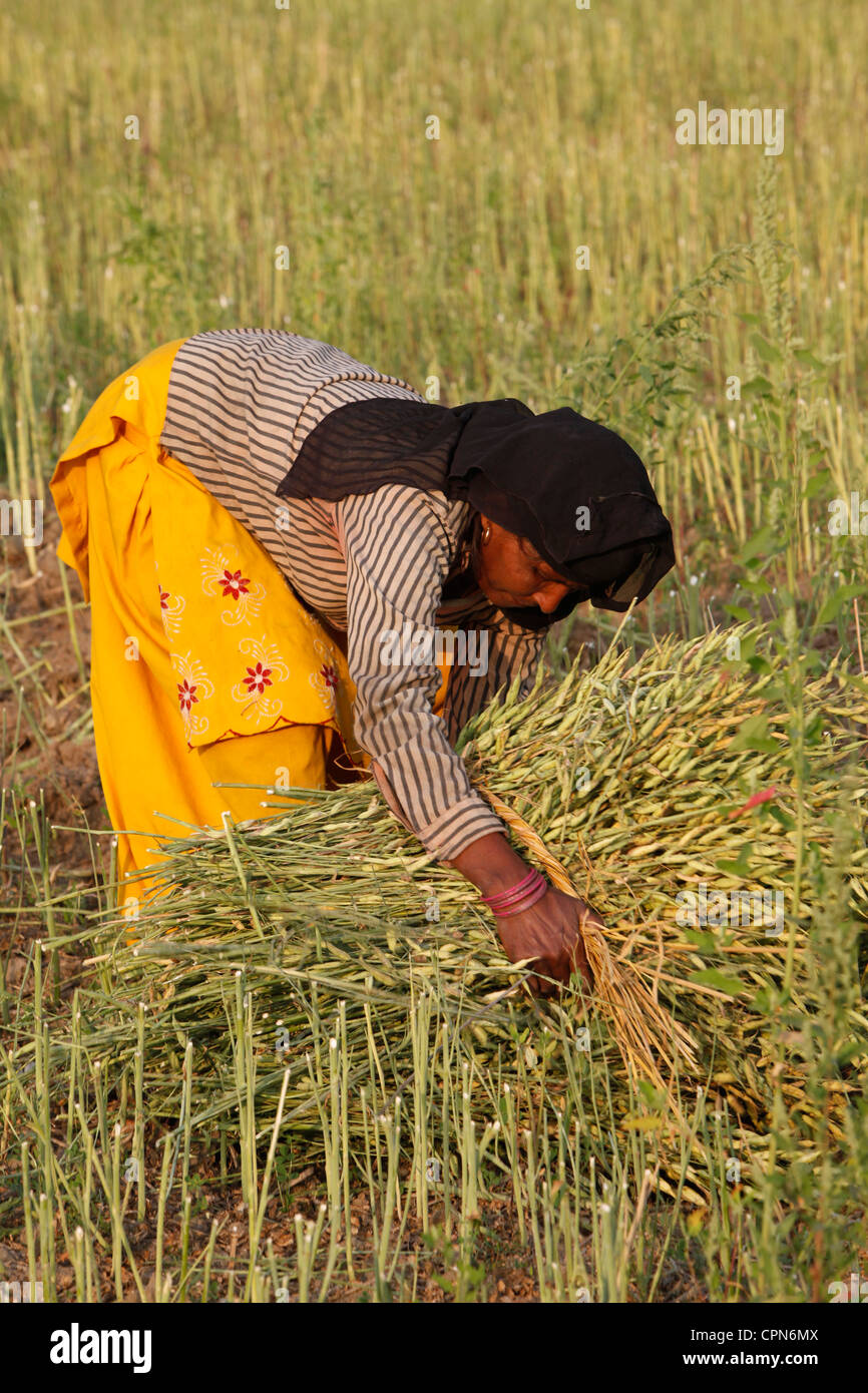 Mature mustard hi-res stock photography and images - Alamy