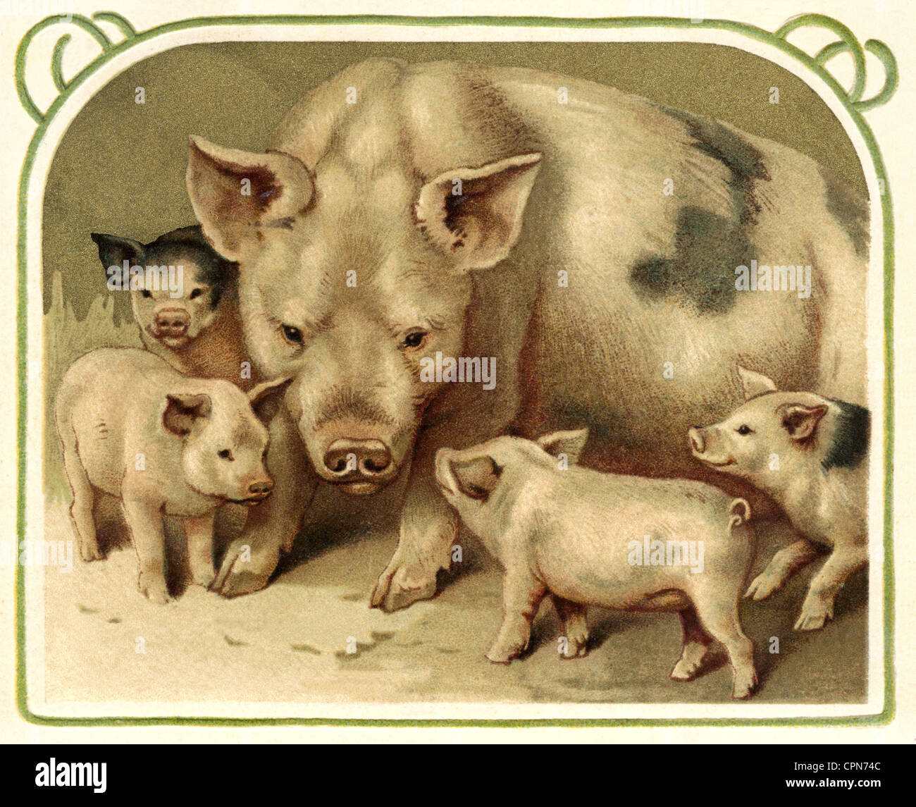 Animal agriculture 1900s hi-res stock photography and images - Alamy