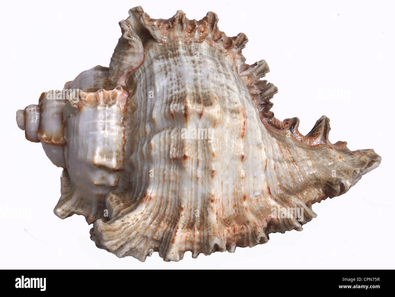 tourism, souvenirs, decorative shell, empty shell, Germany, empty shell ...