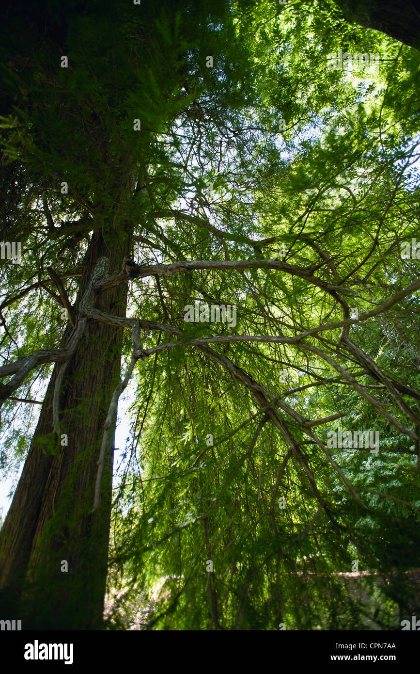 Tree, low angle view Stock Photo - Alamy