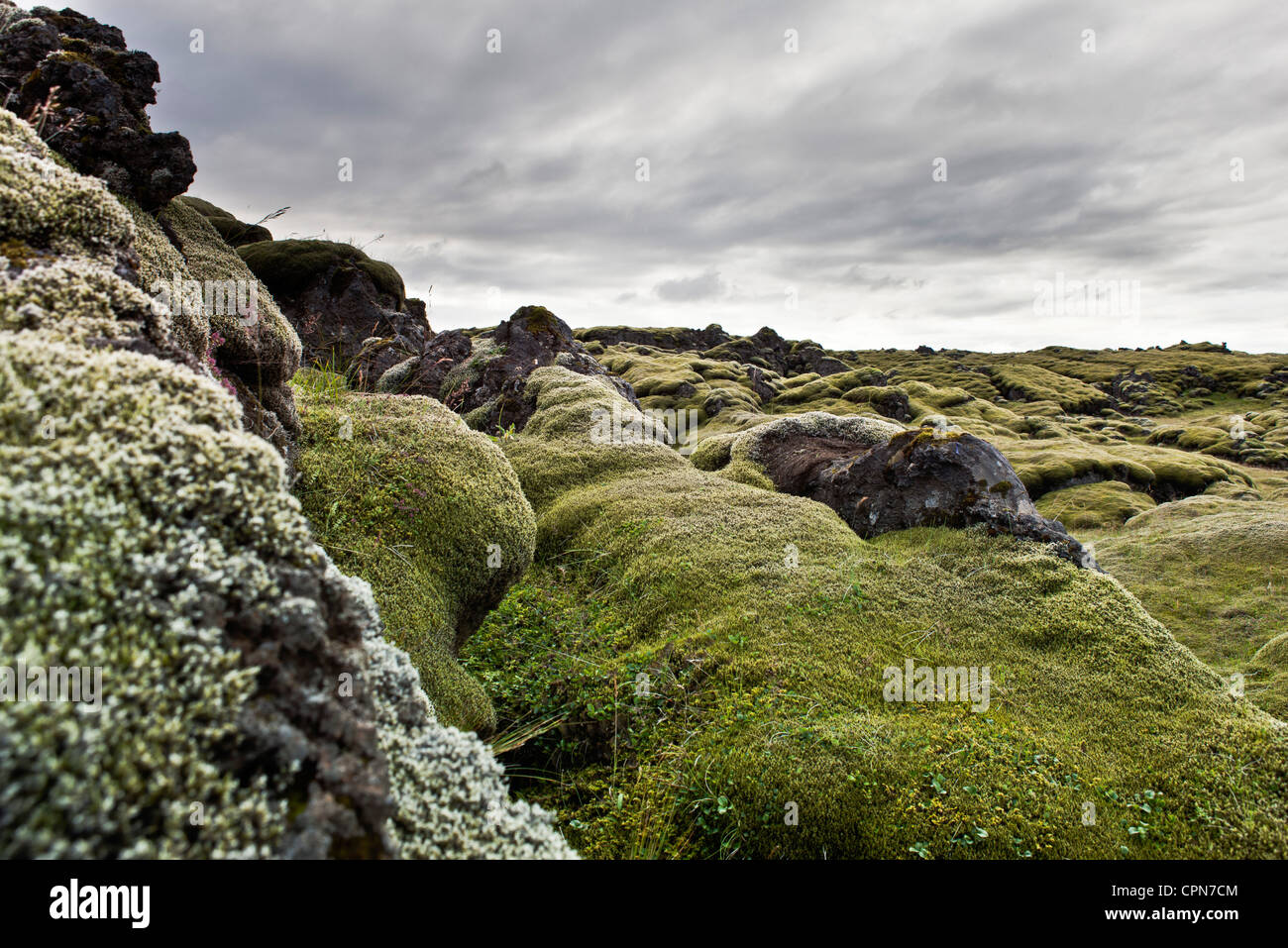 Iceland, moss-covered lava field Stock Photo - Alamy