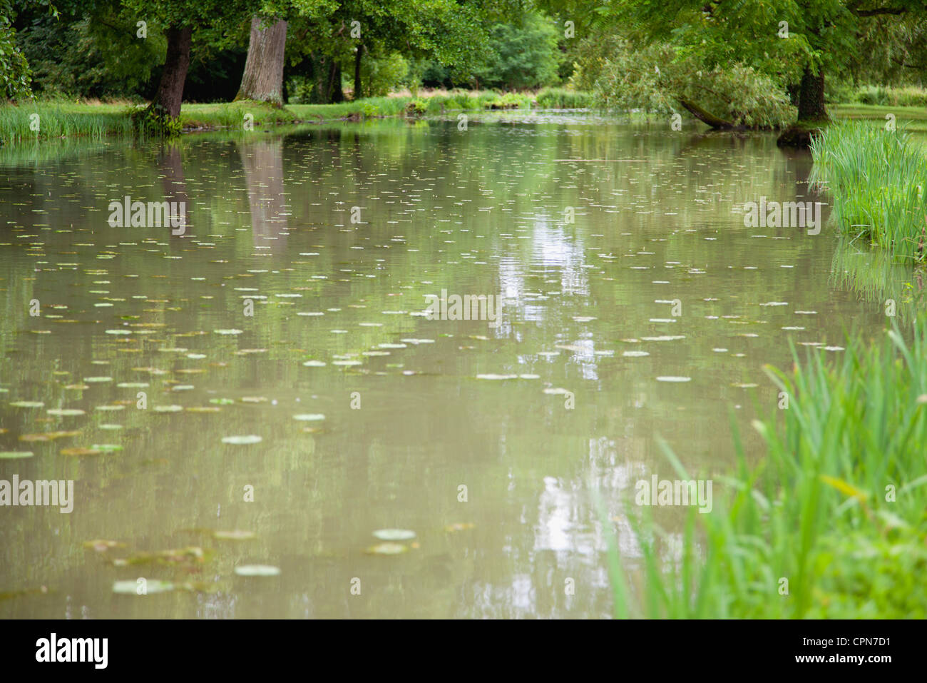 Tree water reflective nature ponds hi-res stock photography and images ...