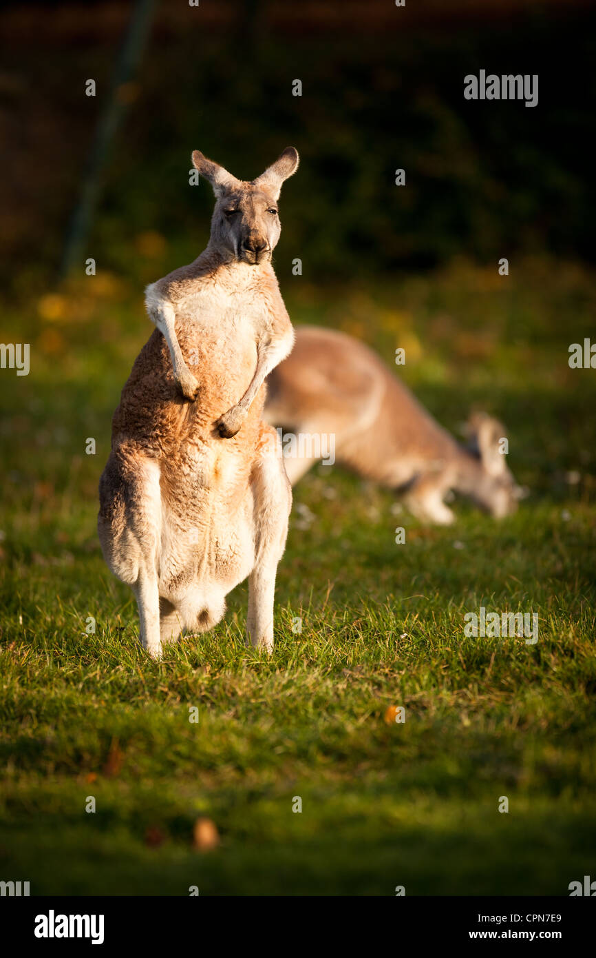 Kangaroo isolated looking up hi-res stock photography and images - Alamy