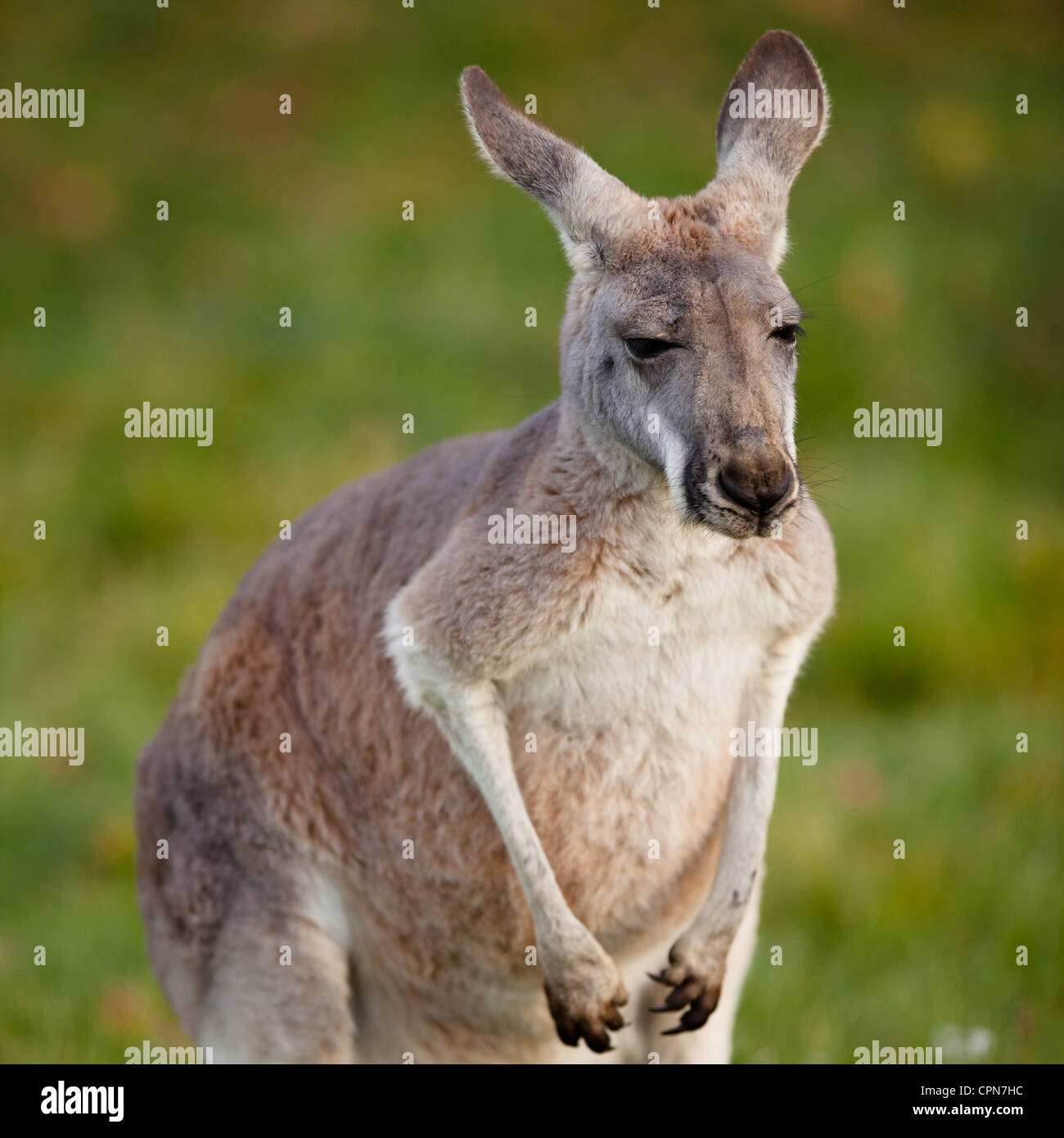 Australia grey kangaroo cub hi-res stock photography and images - Alamy
