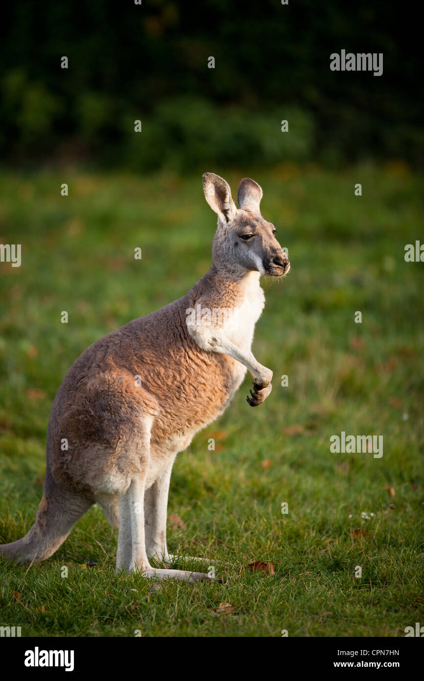 Kangaroo isolated looking up hi-res stock photography and images - Alamy