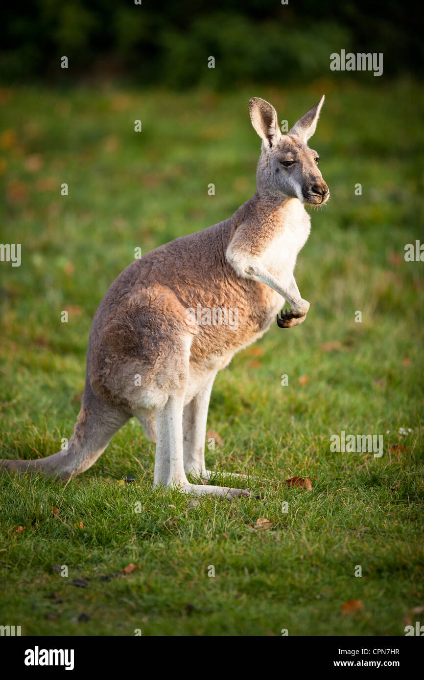 Kangaroo standing up hi-res stock photography and images - Alamy
