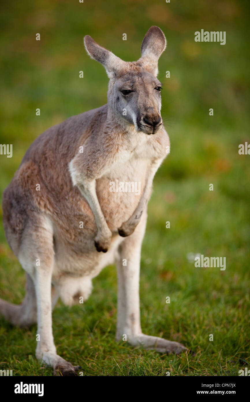 Kangaroo In Pouch Isolated High Resolution Stock Photography and Images ...