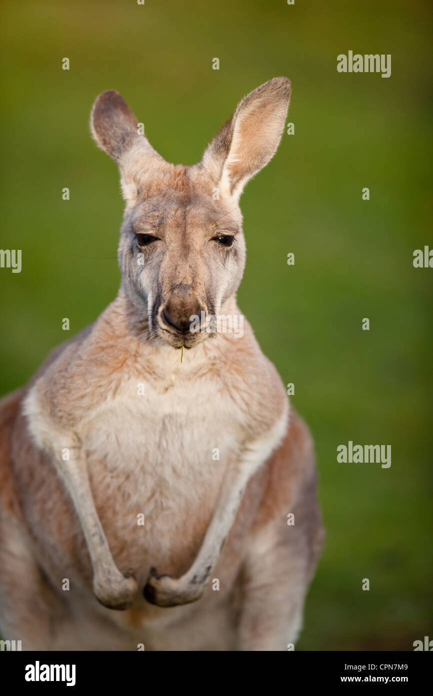 Kangaroo isolated looking up hi-res stock photography and images - Alamy