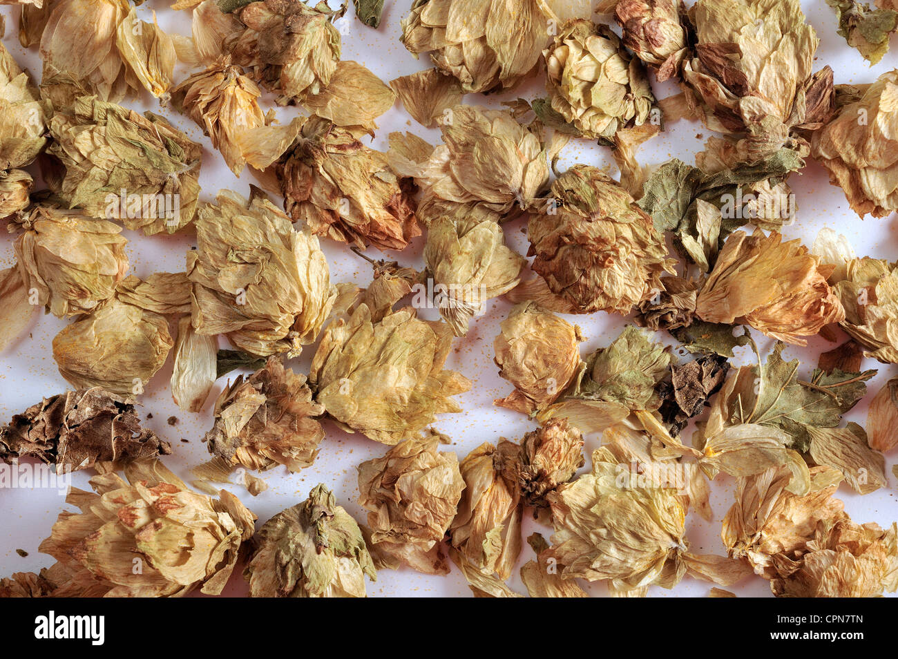 Hop humulus sp hi-res stock photography and images - Alamy
