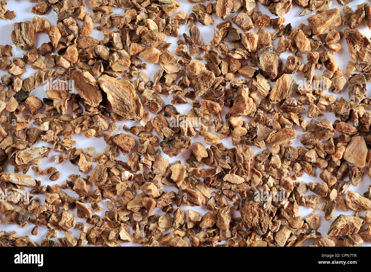 Devil's claw (harpagophytum procumbens) hi-res stock photography and ...