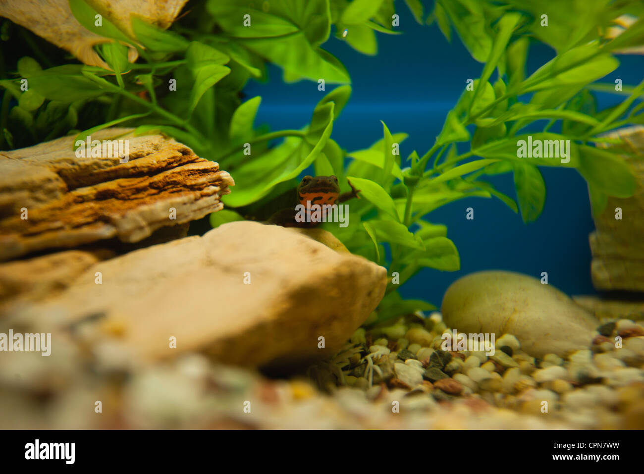 Aquatic plants tanks hi-res stock photography and images - Alamy