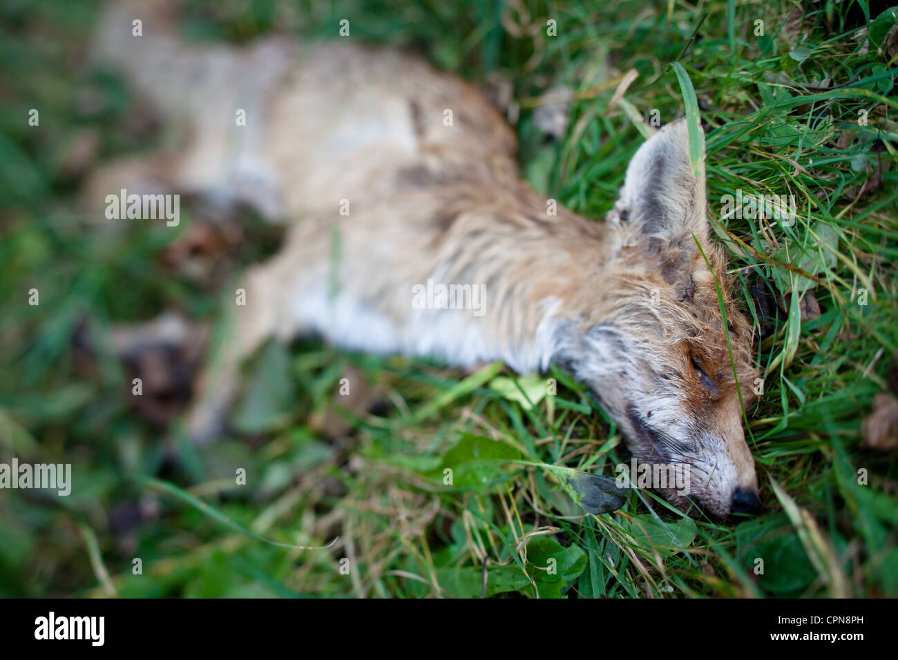 ROADKILL - DEAD FOX (VULPES VULPES)LYING IN GRASS Stock Photo - Alamy