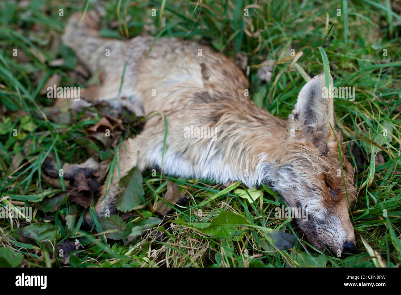 ROADKILL - DEAD FOX (VULPES VULPES)LYING IN GRASS Stock Photo - Alamy