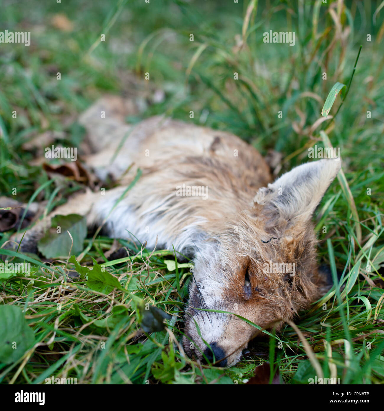ROADKILL - DEAD FOX (VULPES VULPES)LYING IN GRASS Stock Photo - Alamy