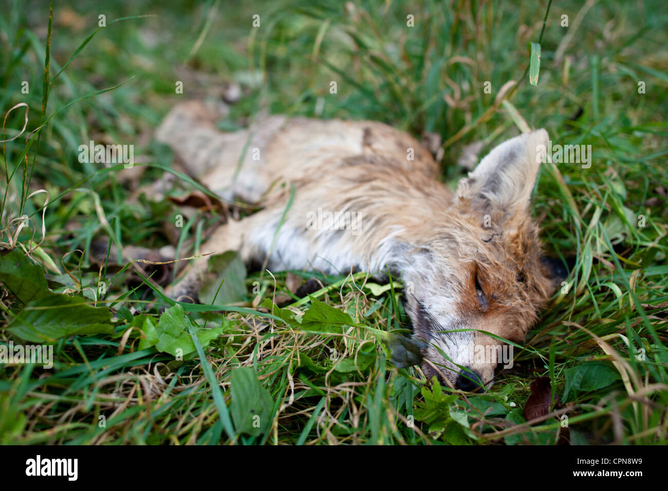 ROADKILL - DEAD FOX (VULPES VULPES)LYING IN GRASS Stock Photo - Alamy