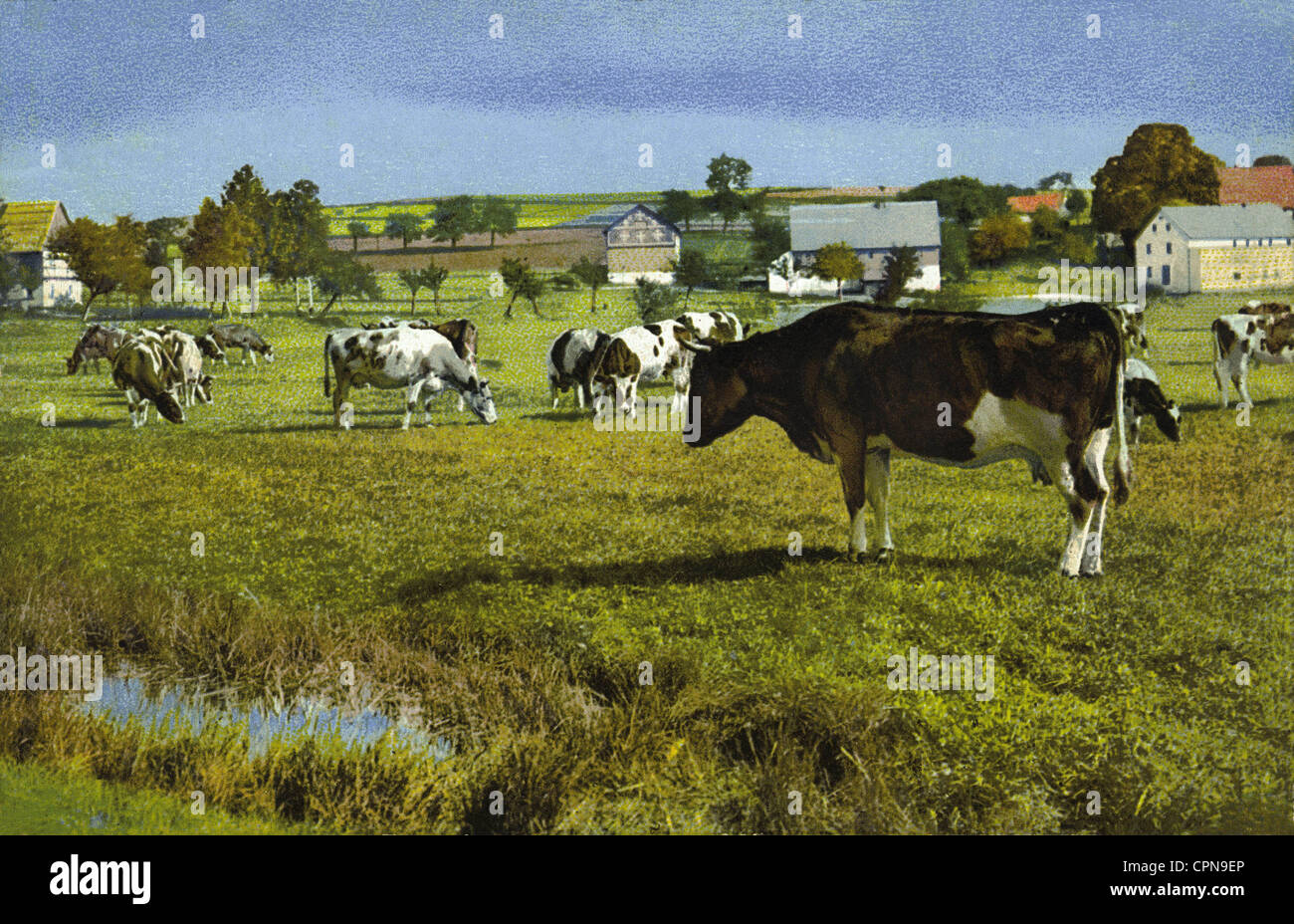 geography / travel, Germany, agriculture, cows on the pasture, Saxony ...