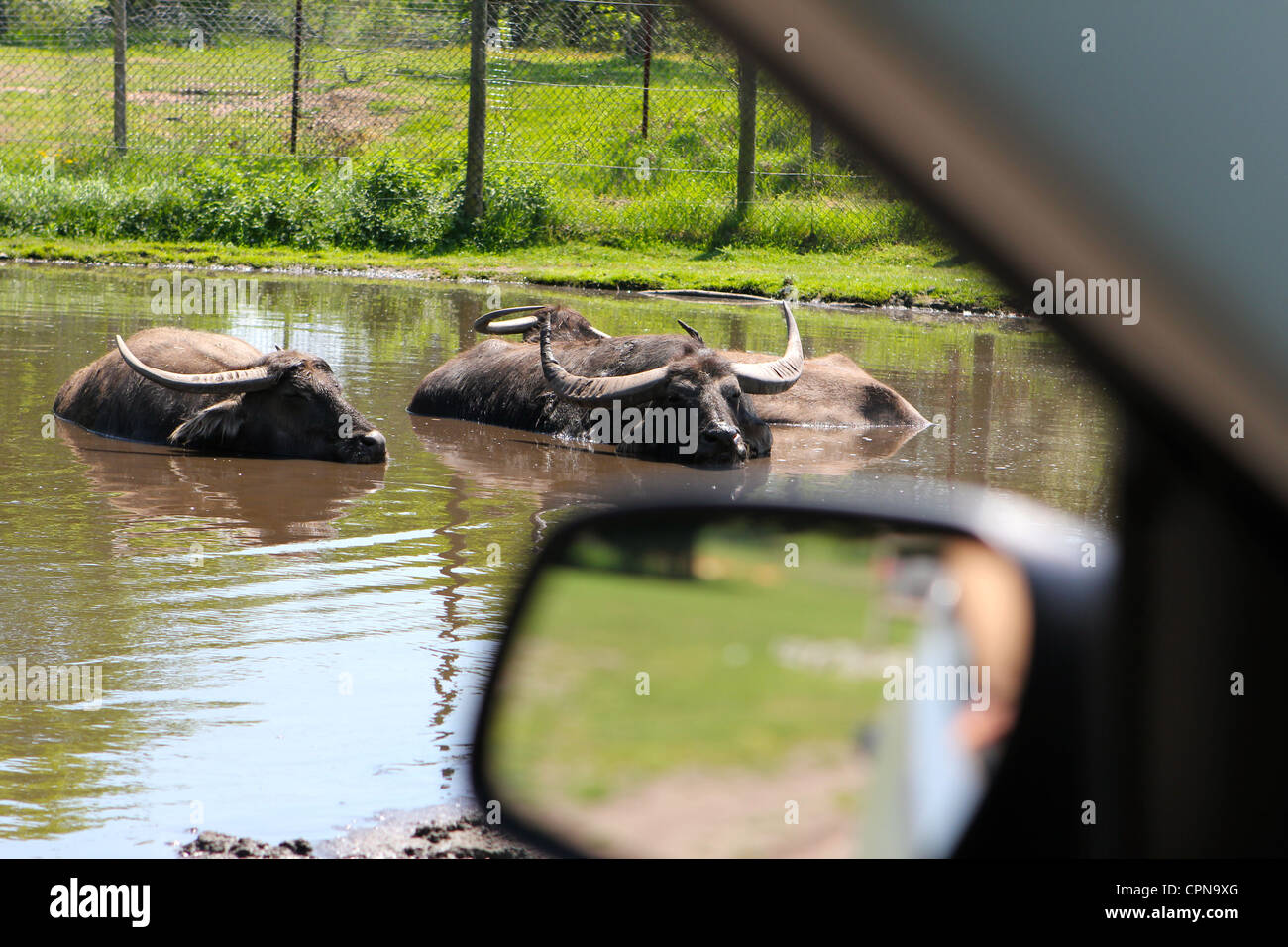 Buffalo zoo animals hi-res stock photography and images - Alamy