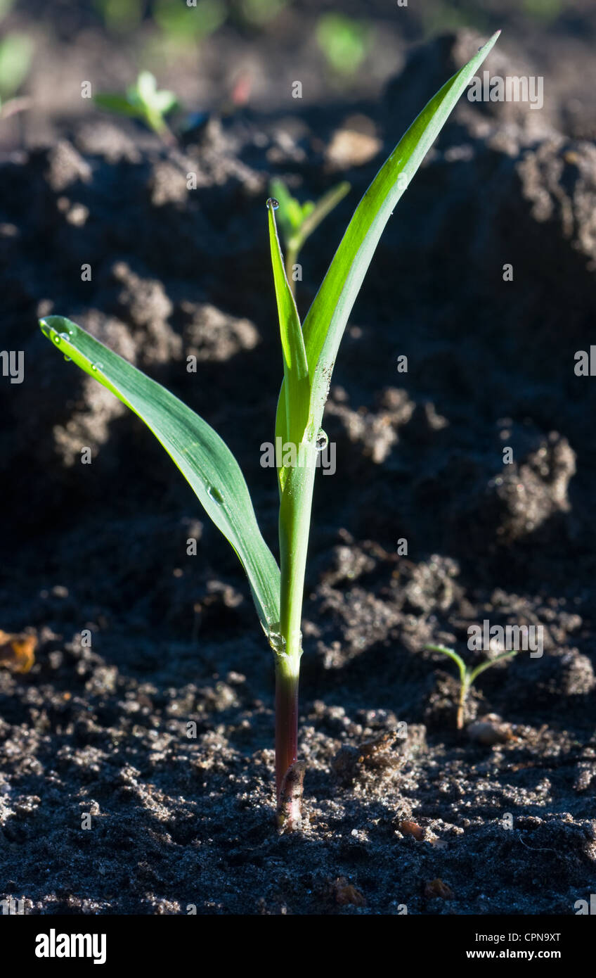 Maize seedling hi-res stock photography and images - Alamy
