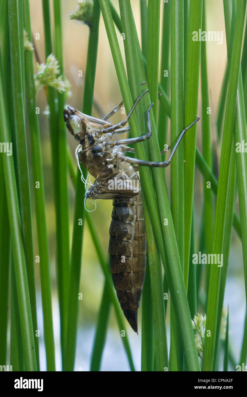 Empty skin of a Dragonfly, clinging to rushes Stock Photo - Alamy