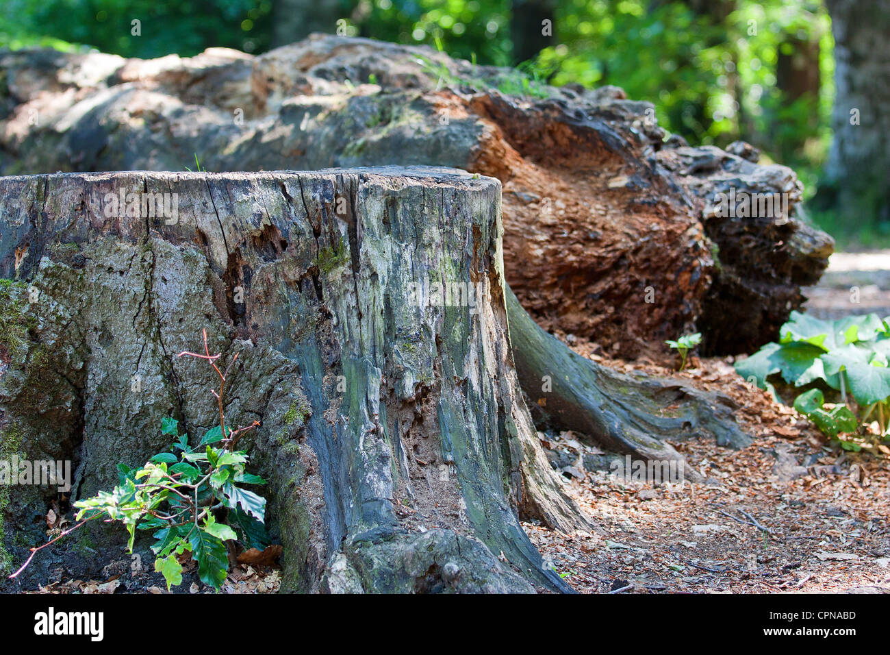 Cutted trees in the forest Stock Photo - Alamy