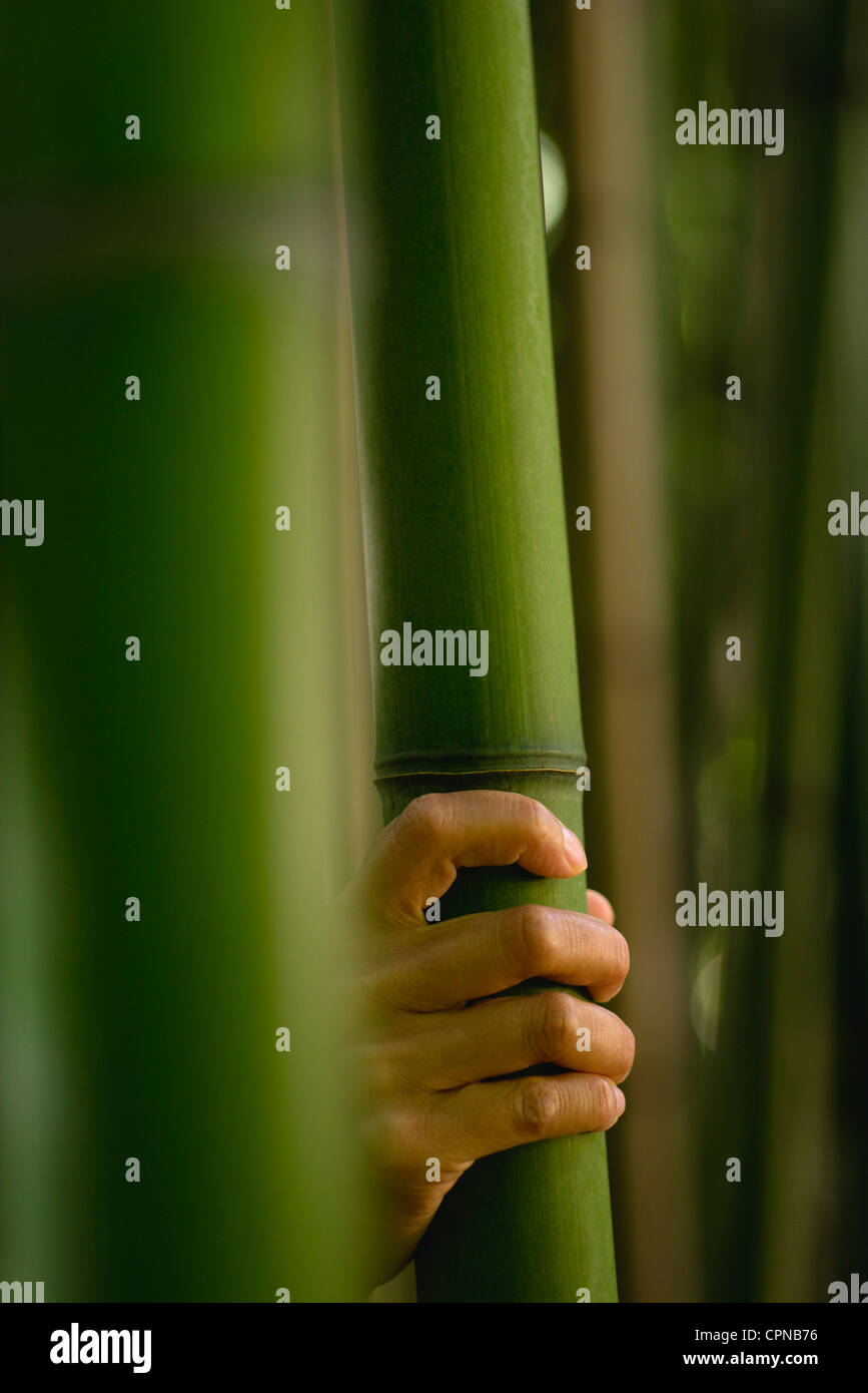 Hand touching bamboo Stock Photo - Alamy
