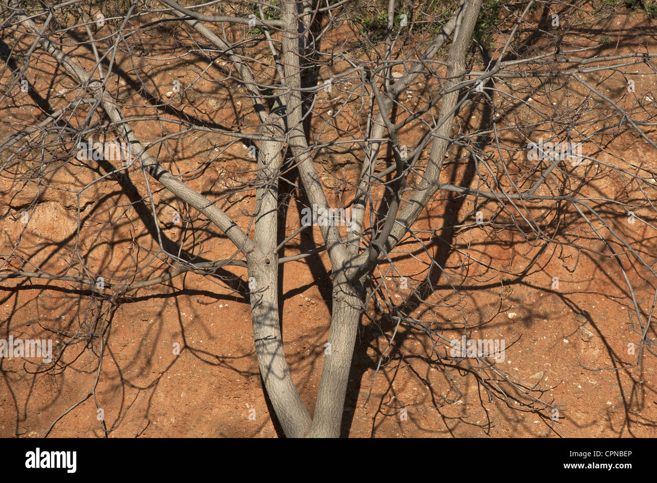 Tree lying down hi-res stock photography and images - Alamy