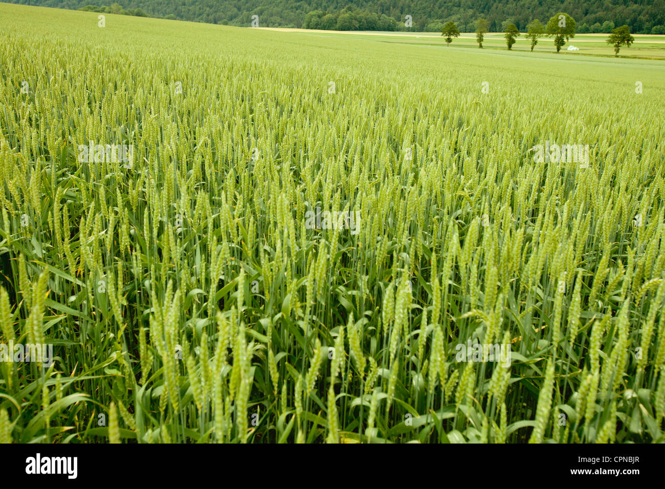 Growing Wheats High Resolution Stock Photography and Images - Alamy