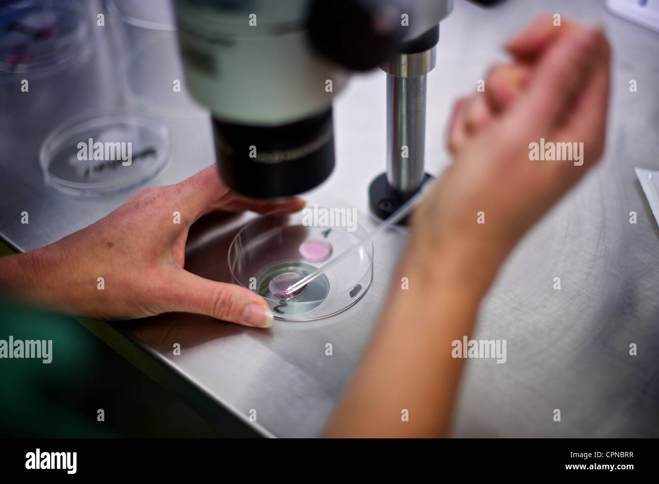Ivf petri dish hi-res stock photography and images - Alamy