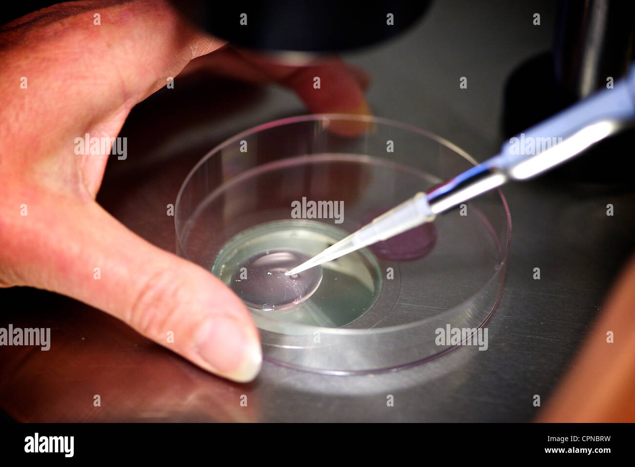 Ivf Petri Dish High Resolution Stock Photography and Images - Alamy