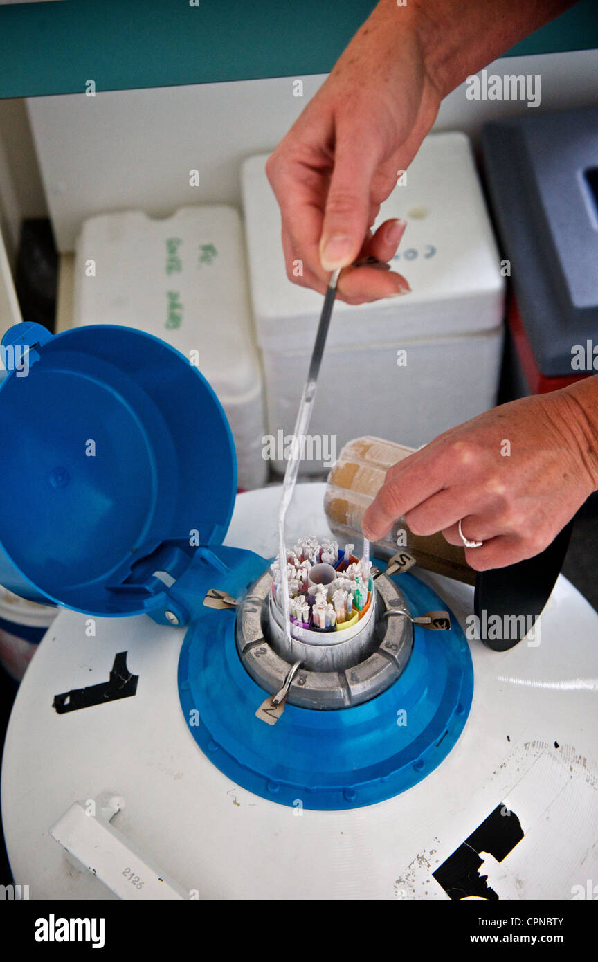 Cryogenic freezing humans hi-res stock photography and images - Alamy