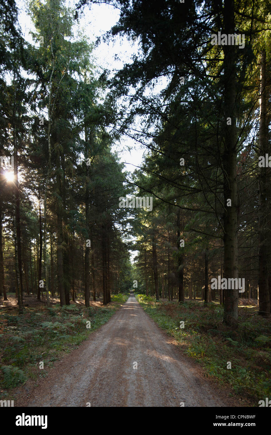 Dirt road through woods hi-res stock photography and images - Alamy