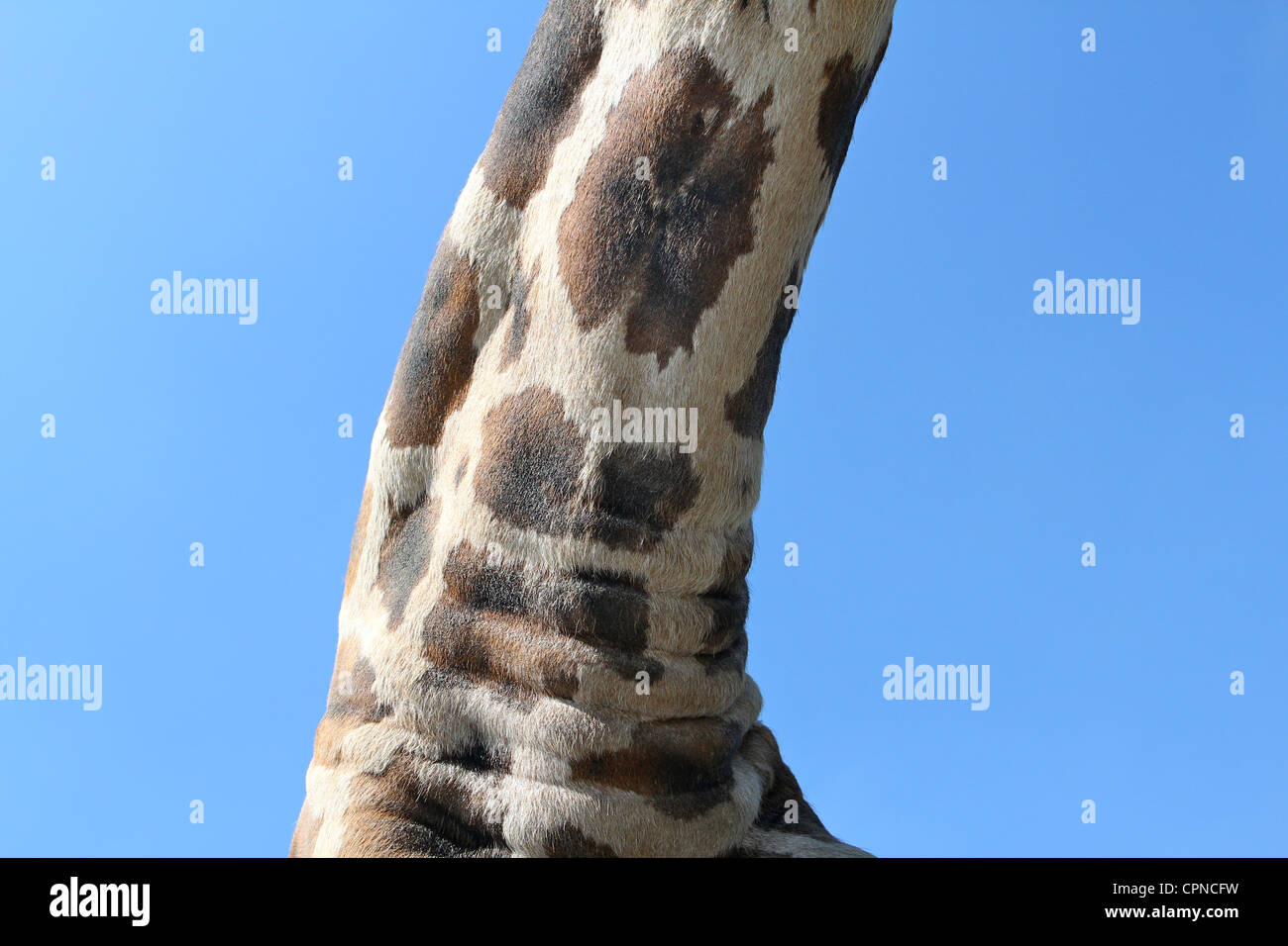 Neck of giraffe Stock Photo - Alamy