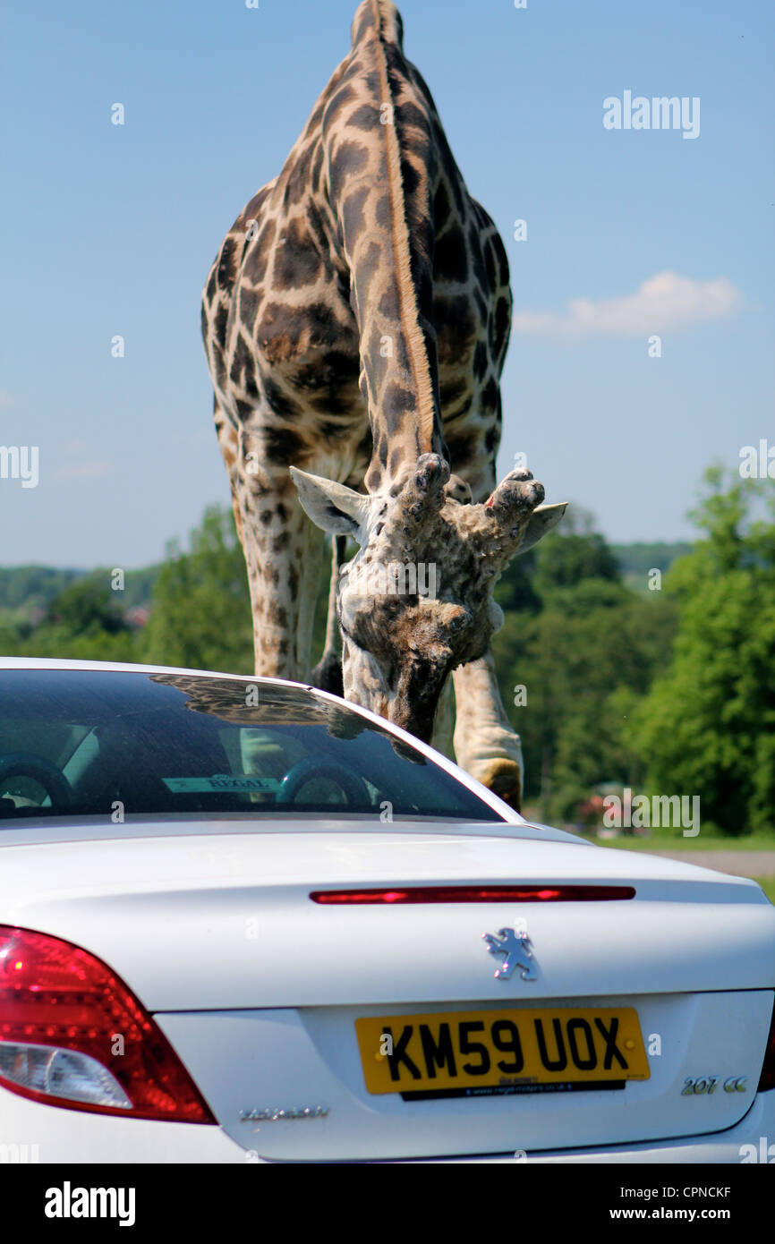Safari park uk and cars hi-res stock photography and images - Alamy