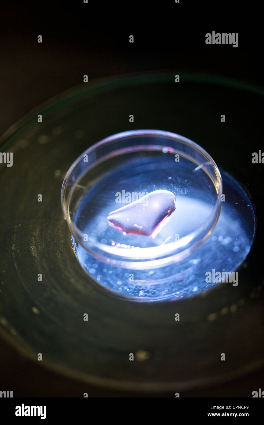 Ivf embryo dishes hi-res stock photography and images - Alamy