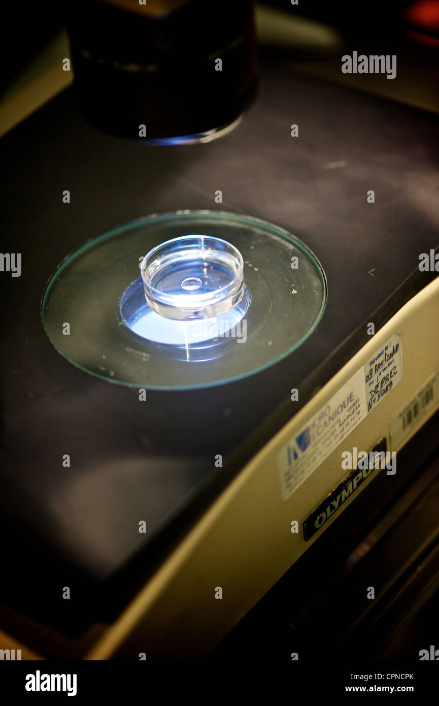Ivf embryo dishes hi-res stock photography and images - Alamy